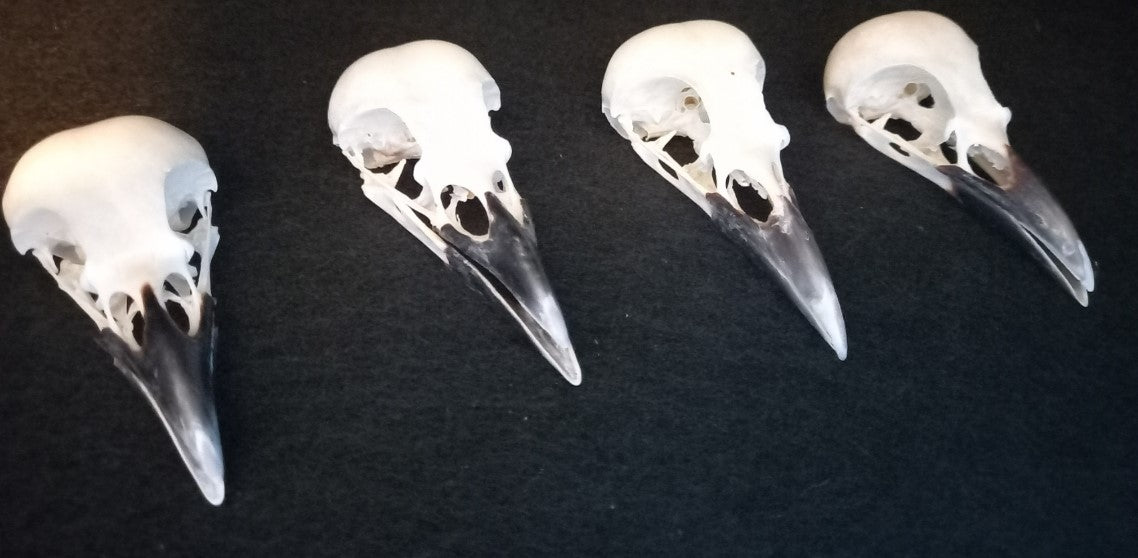 Bird Skulls – SkullsandSkinsForSale