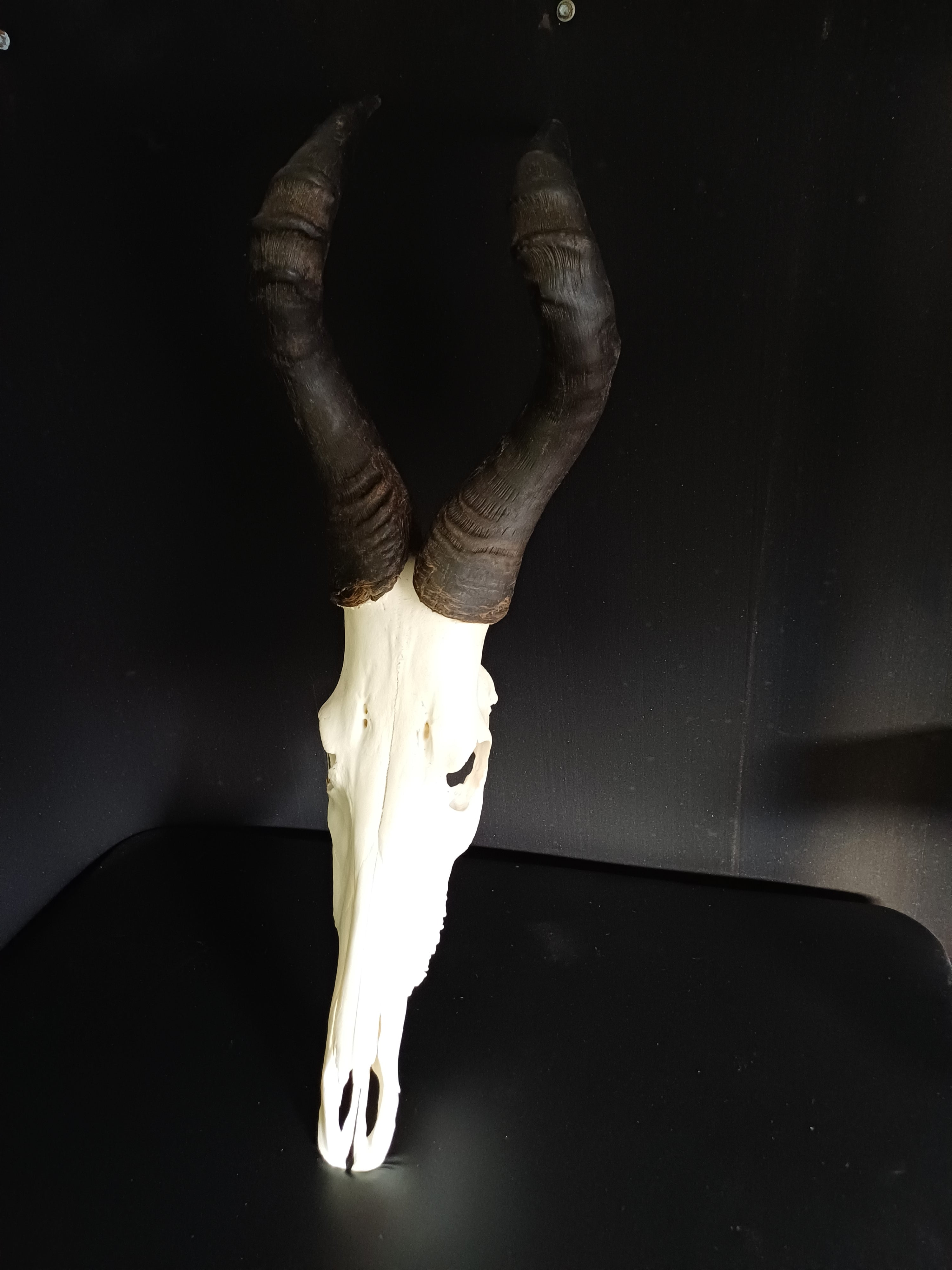 Deer and other Horned Animals – SkullsandSkinsForSale