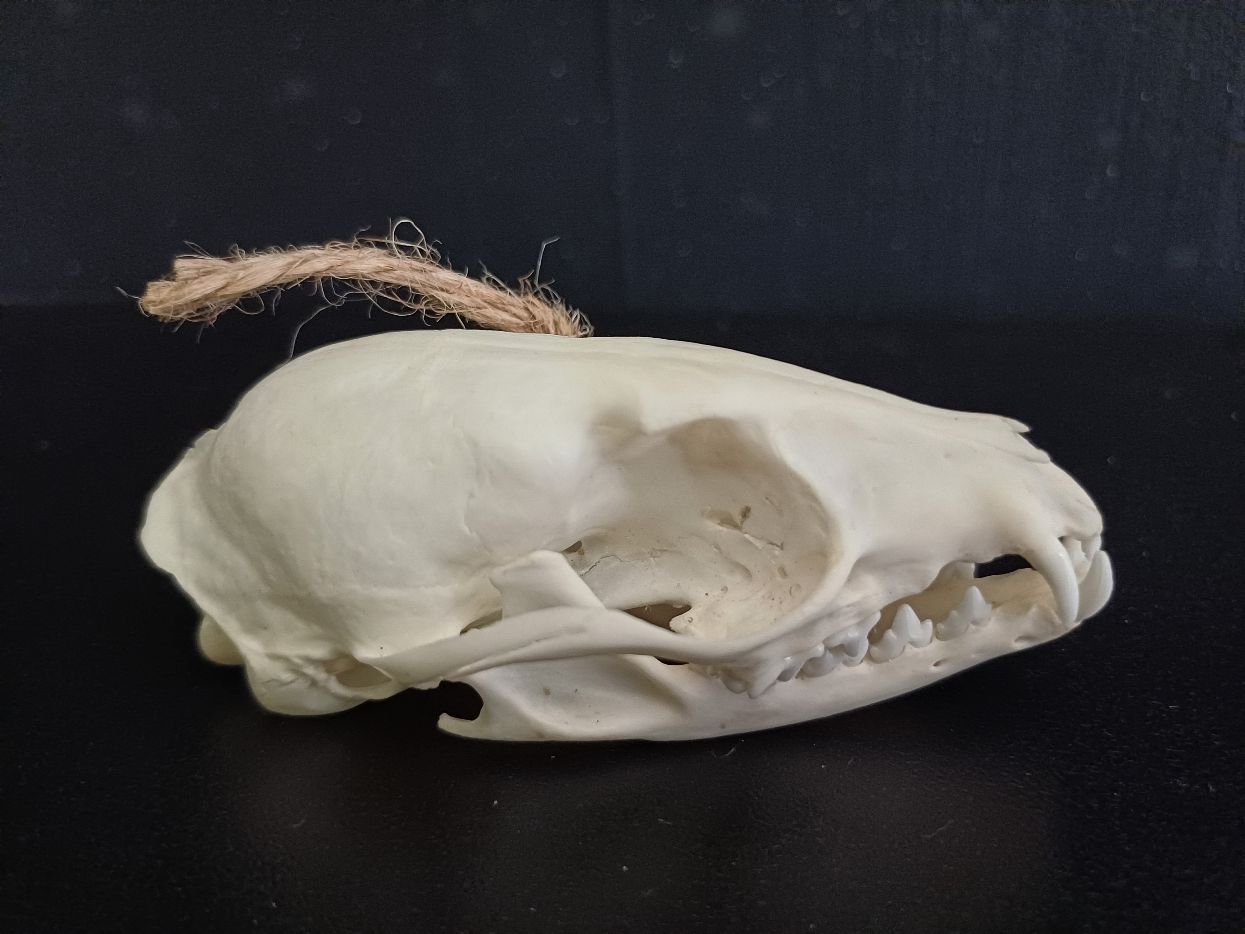 Africa – SkullsandSkinsForSale