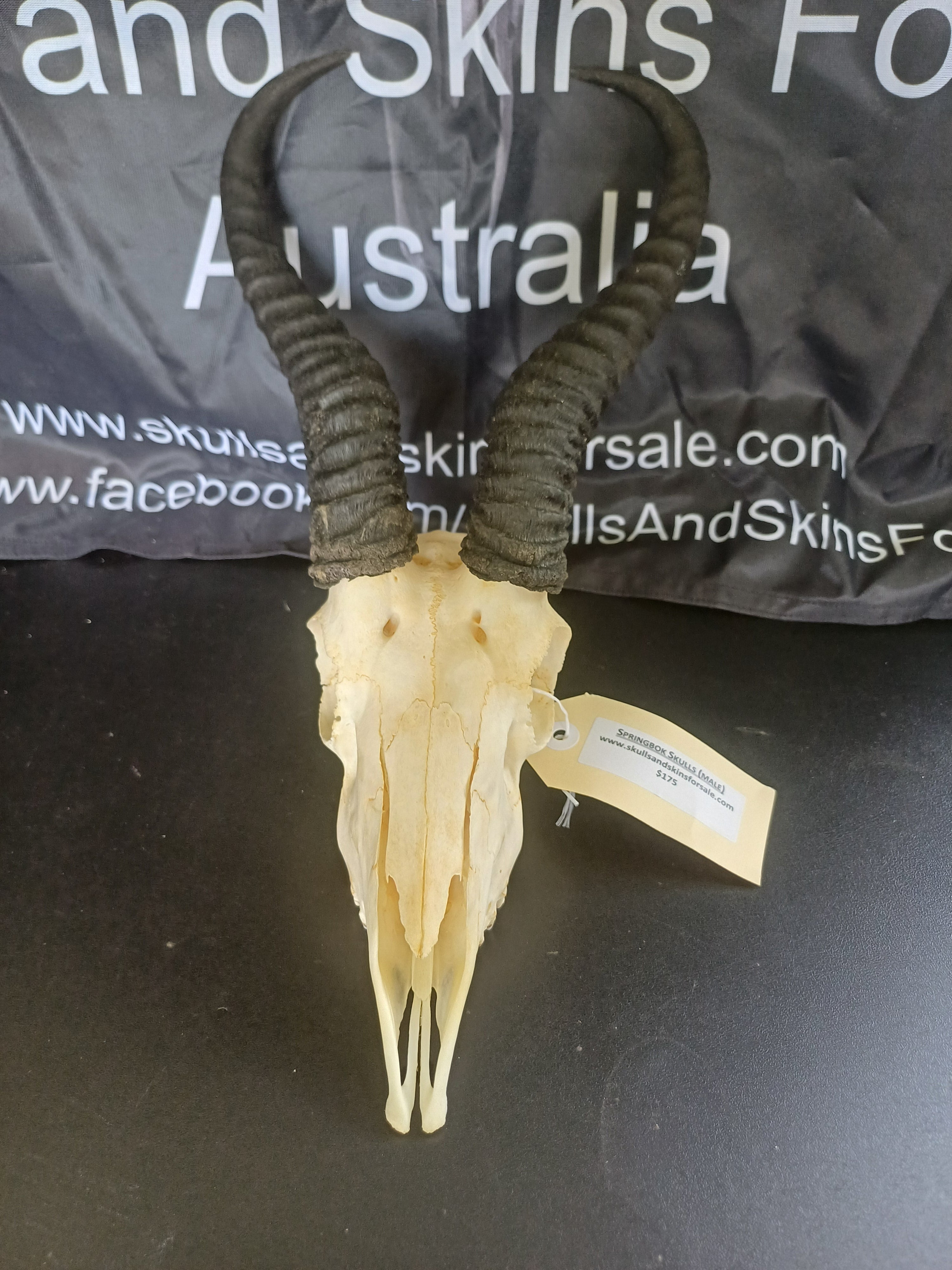 Male springbok skull – SkullsandSkinsForSale