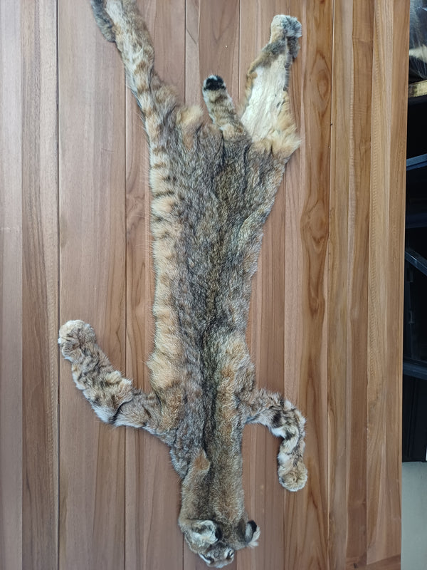 Bobcat hide (CITES) – SkullsandSkinsForSale