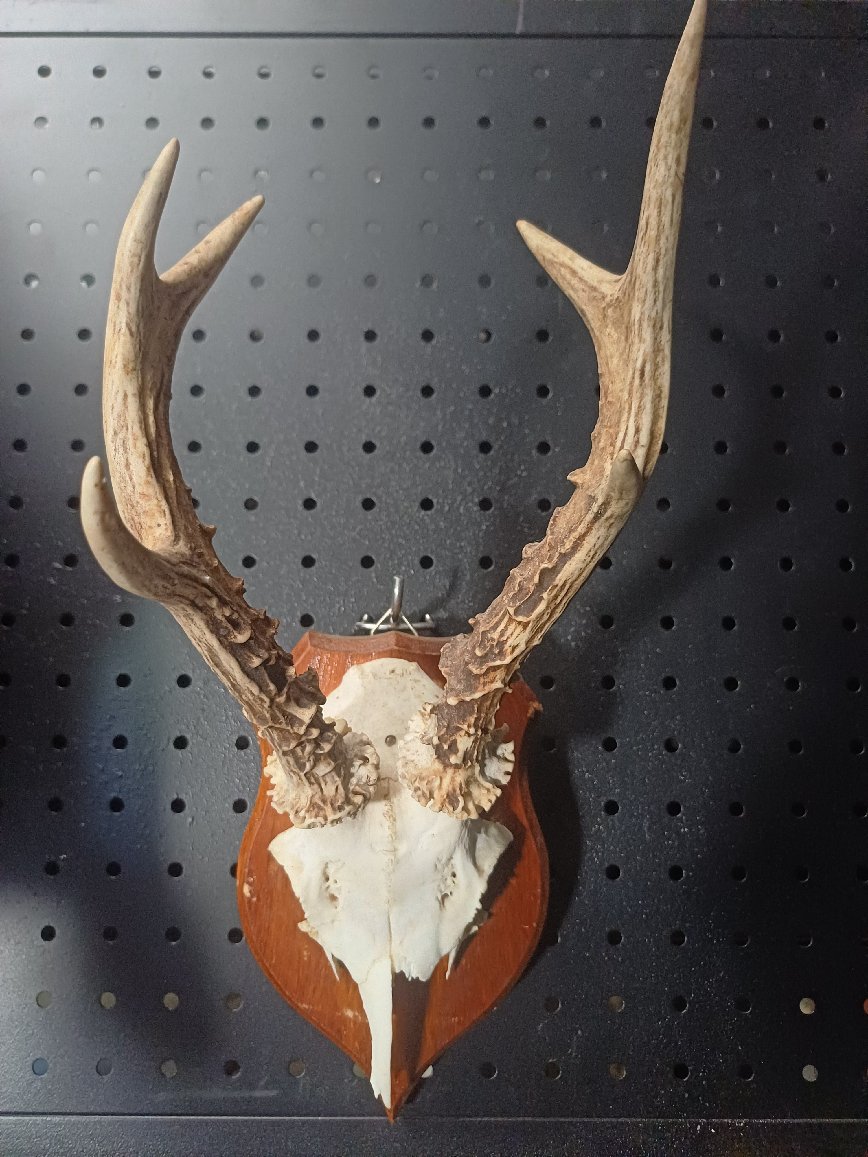 Roe deer skull cap on shield – SkullsandSkinsForSale