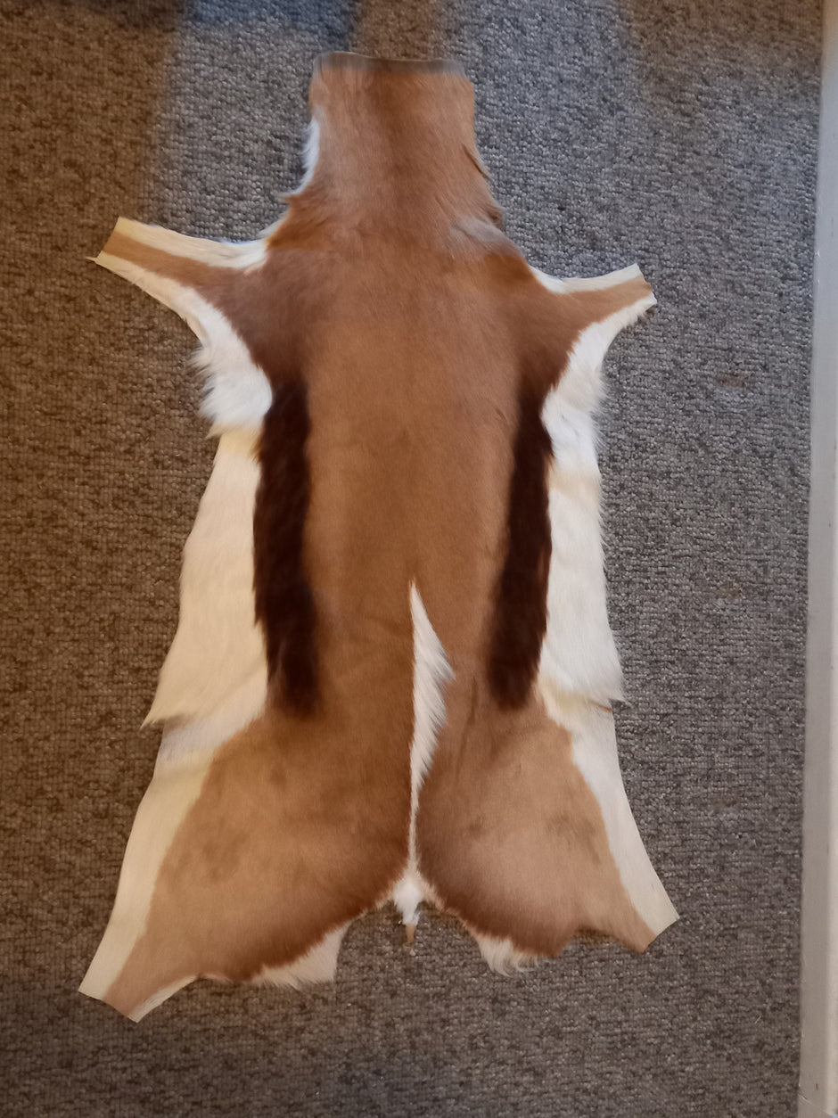 Skins – SkullsandSkinsForSale